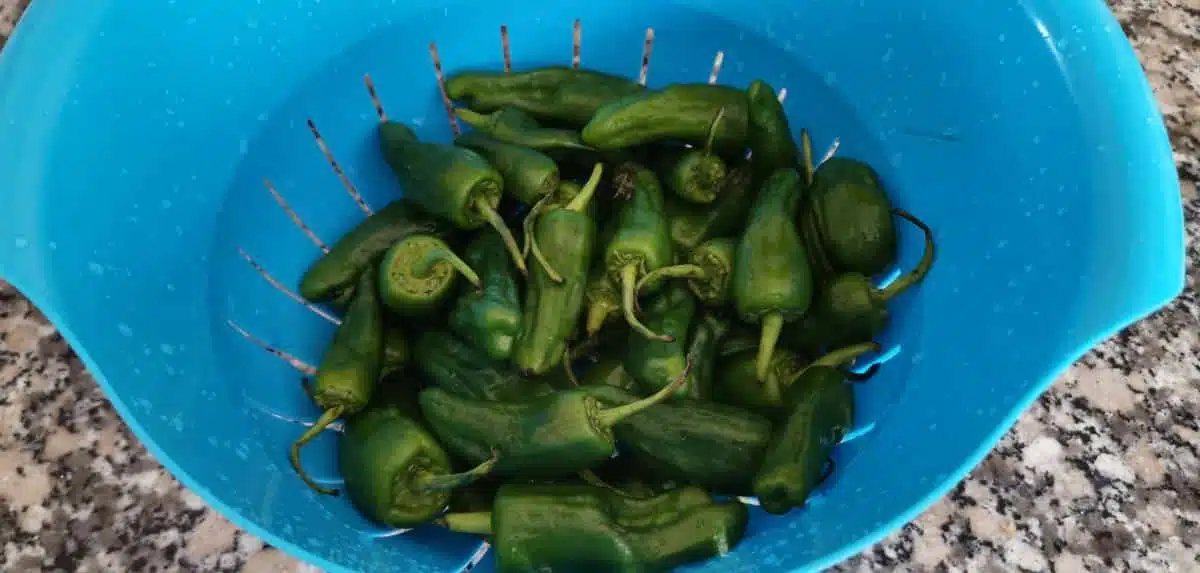 Spanish Padron Peppers Recipe (Pimientos de Padron)